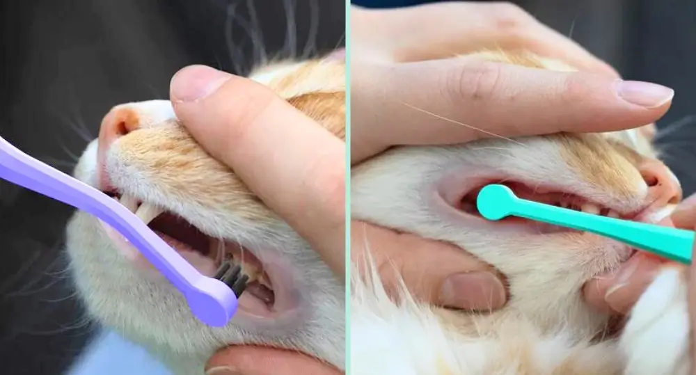 6 Ways to Keep Cats Teeth Clean (With & Without Brushing)